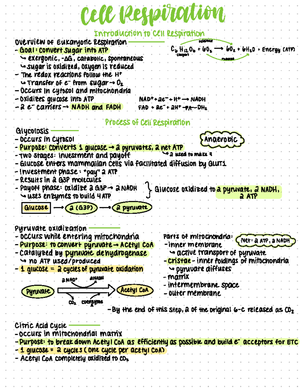 cell respiration notes - cele Respiration ####### Introduction to Cell ...