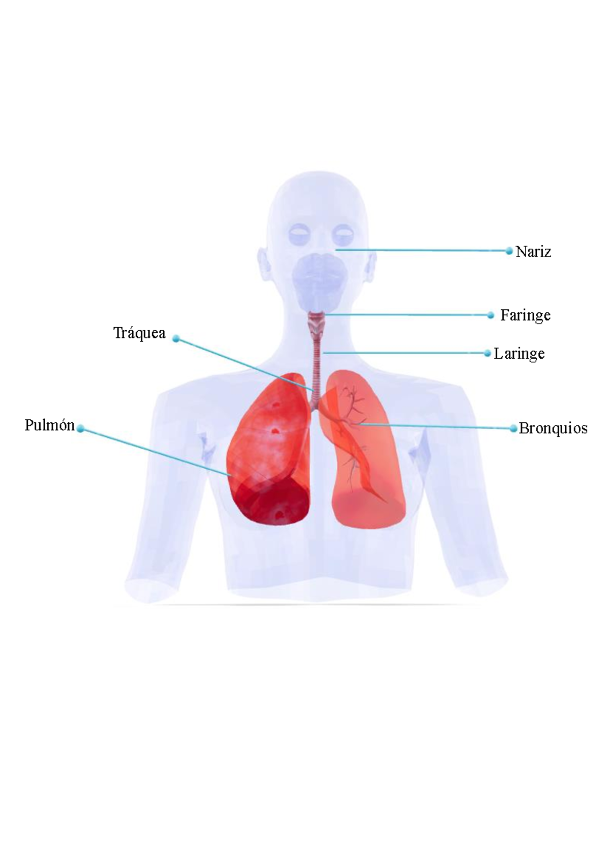 Biologia imprimir - Biology HL - Tráquea Pulmón Nariz Faringe Laringe ...