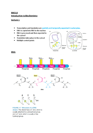 BM210 Lecture 5 - BM210 - Strath - Studocu