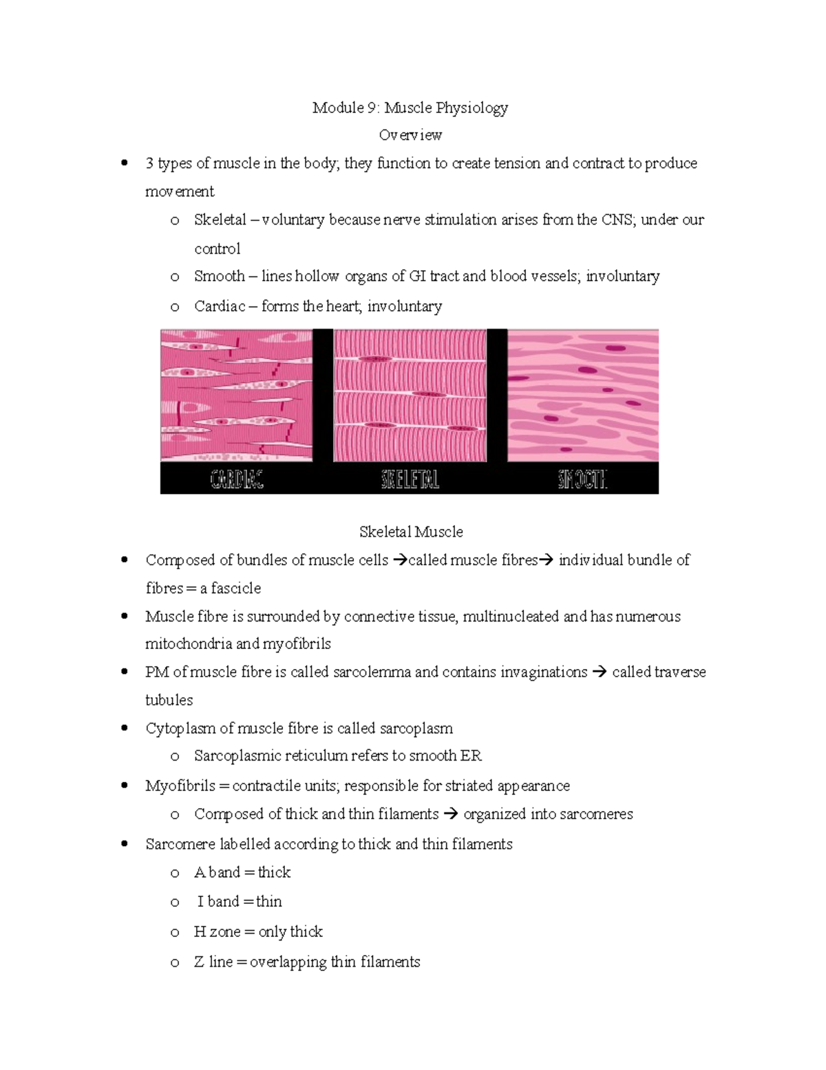 Module 9 - Muscle Physiology - Studocu