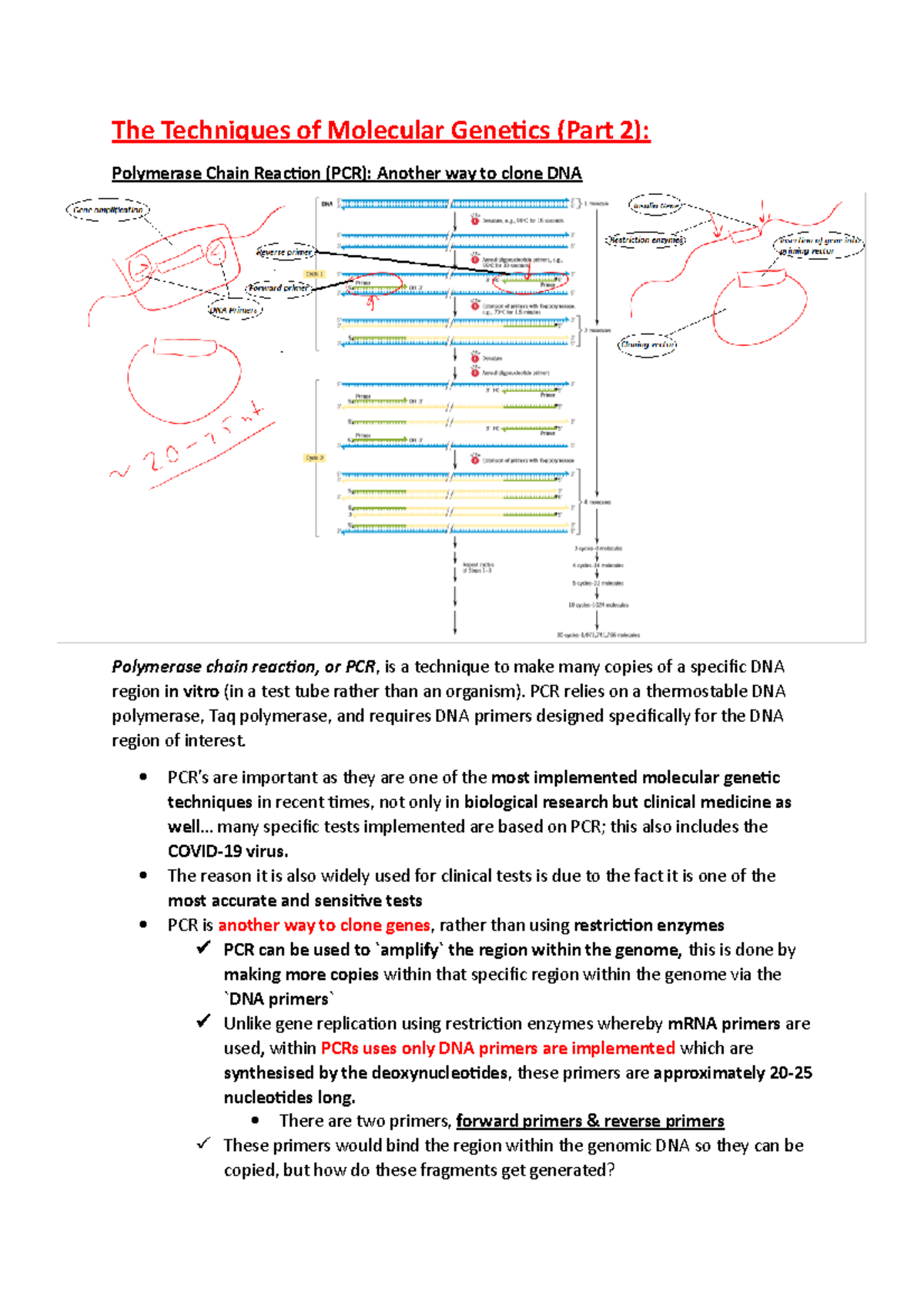 The Techniques of Molecular Genetics 2 - PCR relies on a thermostable ...