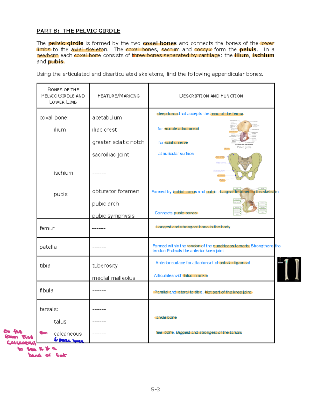 LAB 5 - Appendicular Skeleton 2 - 5- PART B: THE PELVIC GIRDLE The ...