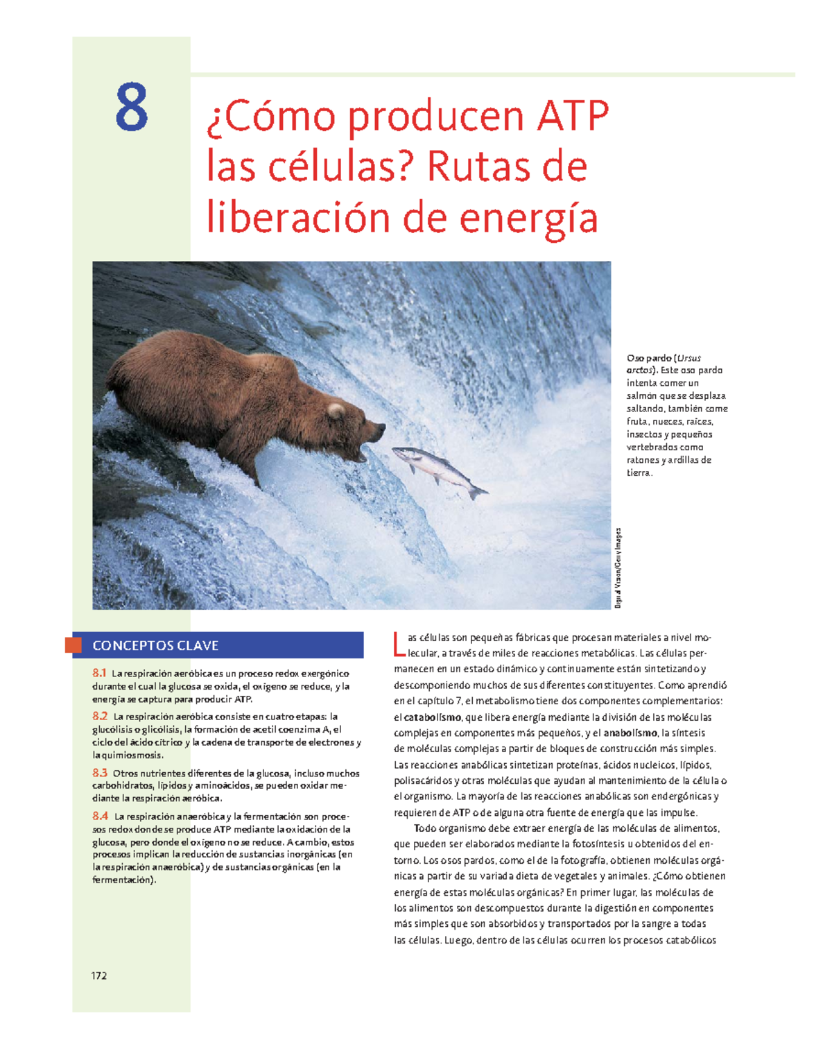 Como producen ATP las células. Rutas de Liberación de energía - 172 8 ...