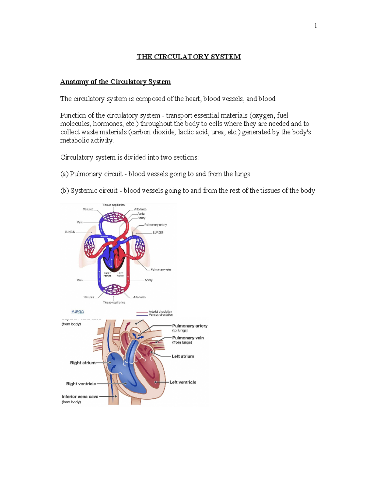 BIOL 1160 Lecture x - THE CIRCULATORY SYSTEM Anatomy of the Circulatory ...