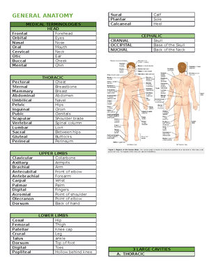 Anatomy of the Composite Cell - Anatomy of the Composite Cell Activity ...