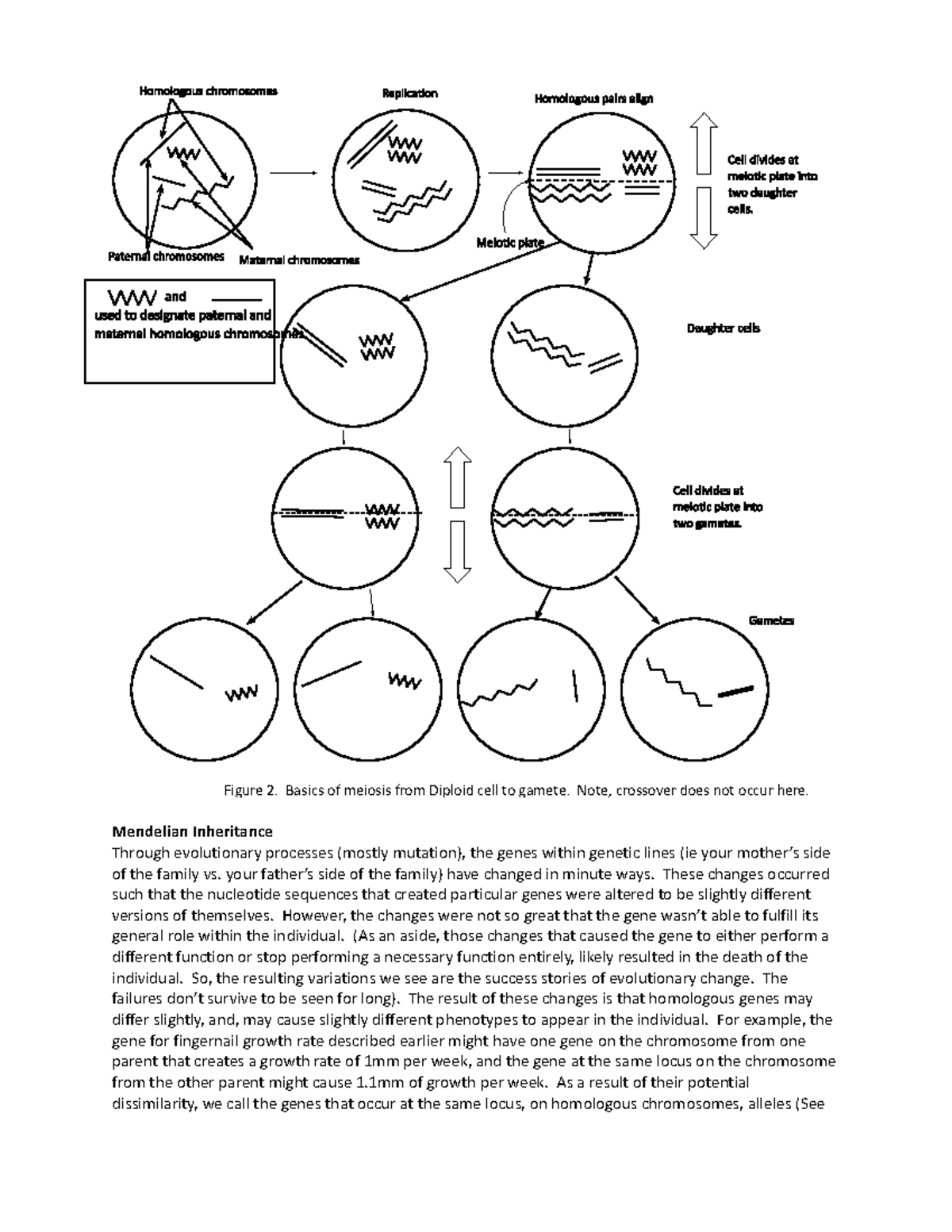 7-3 - Armstrong: Unit 1 - Figure 2. Basics of meiosis from Diploid cell ...