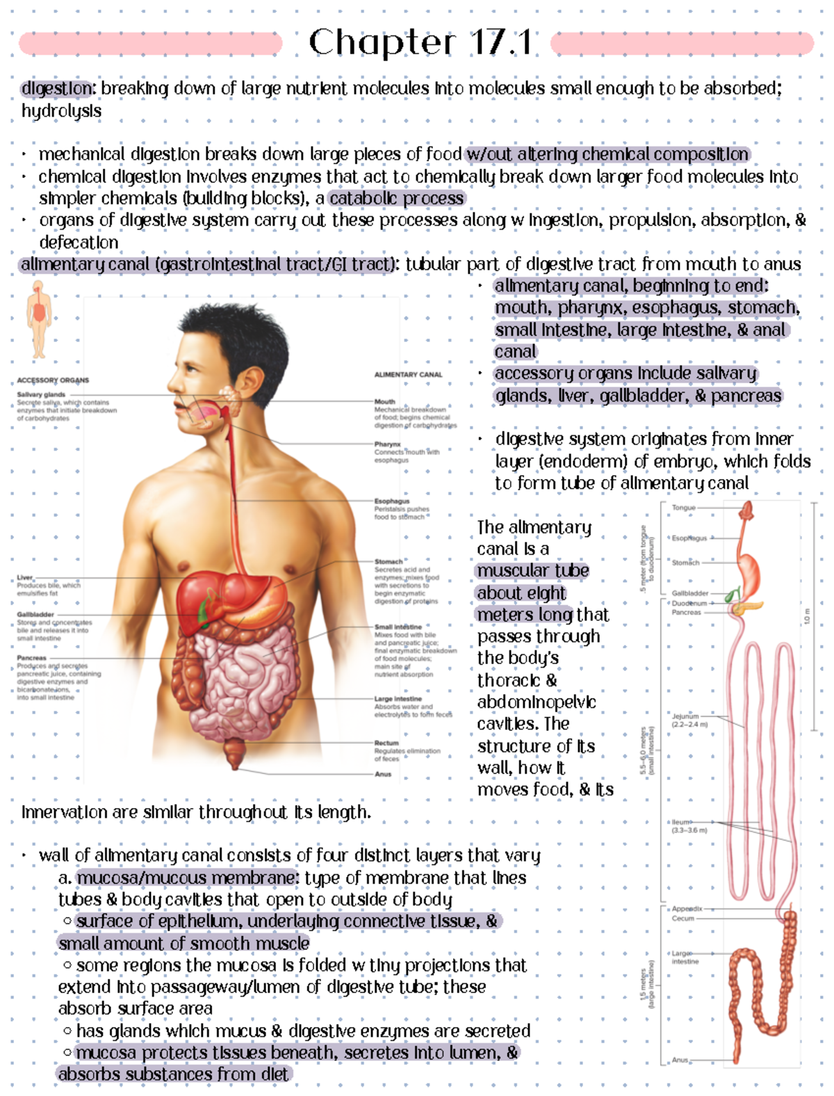 Chapter 17 Digestive System - Chapter 17. digestion: breaking down of ...