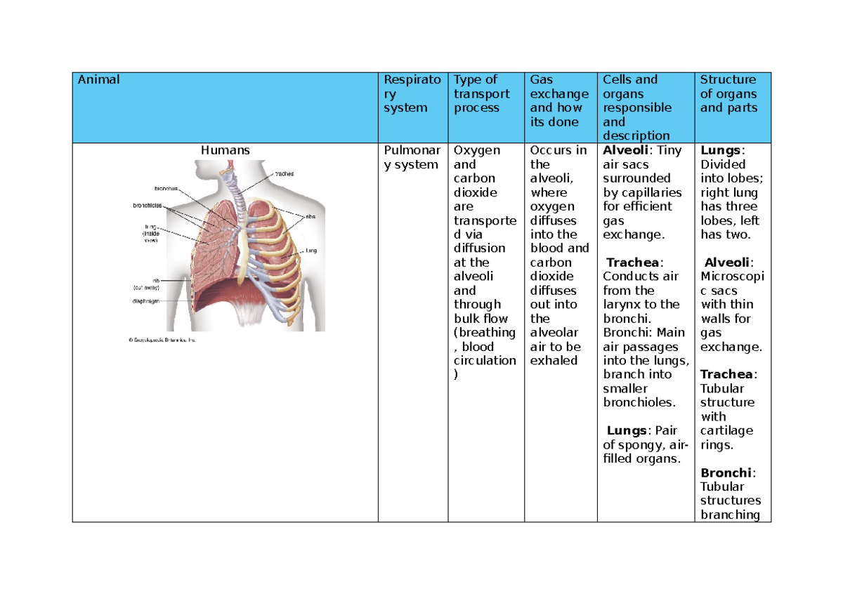Animal gas exchange bio - Animal Respirato ry system Type of transport process Gas exchange and ...