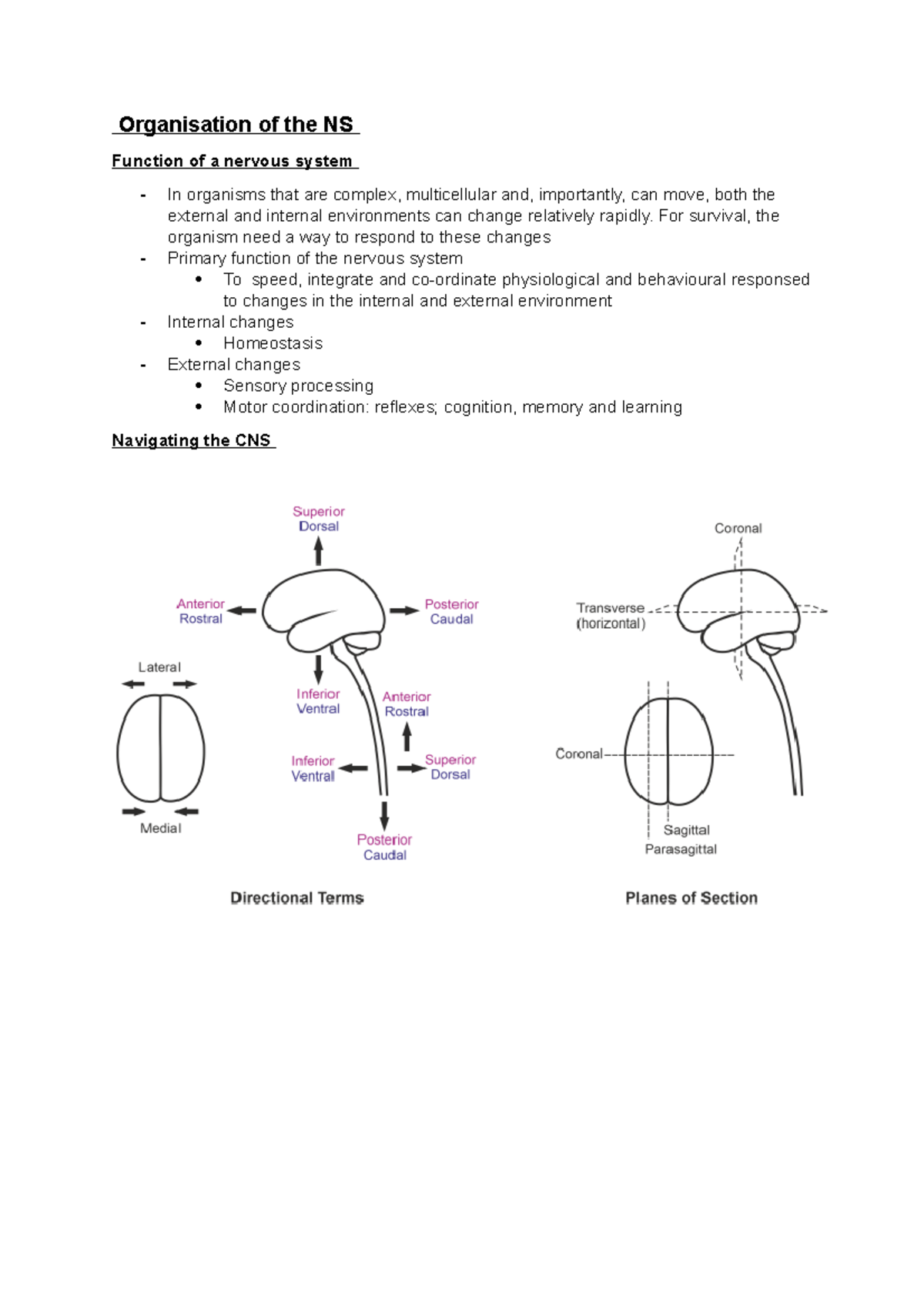 WK3 Organisation of NS - Week 3 notes on the nervous system ...