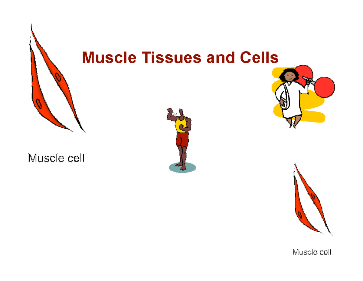 Lecture 5 Notes Online - Muscle Tissue - Muscle Tissues and Cells ...