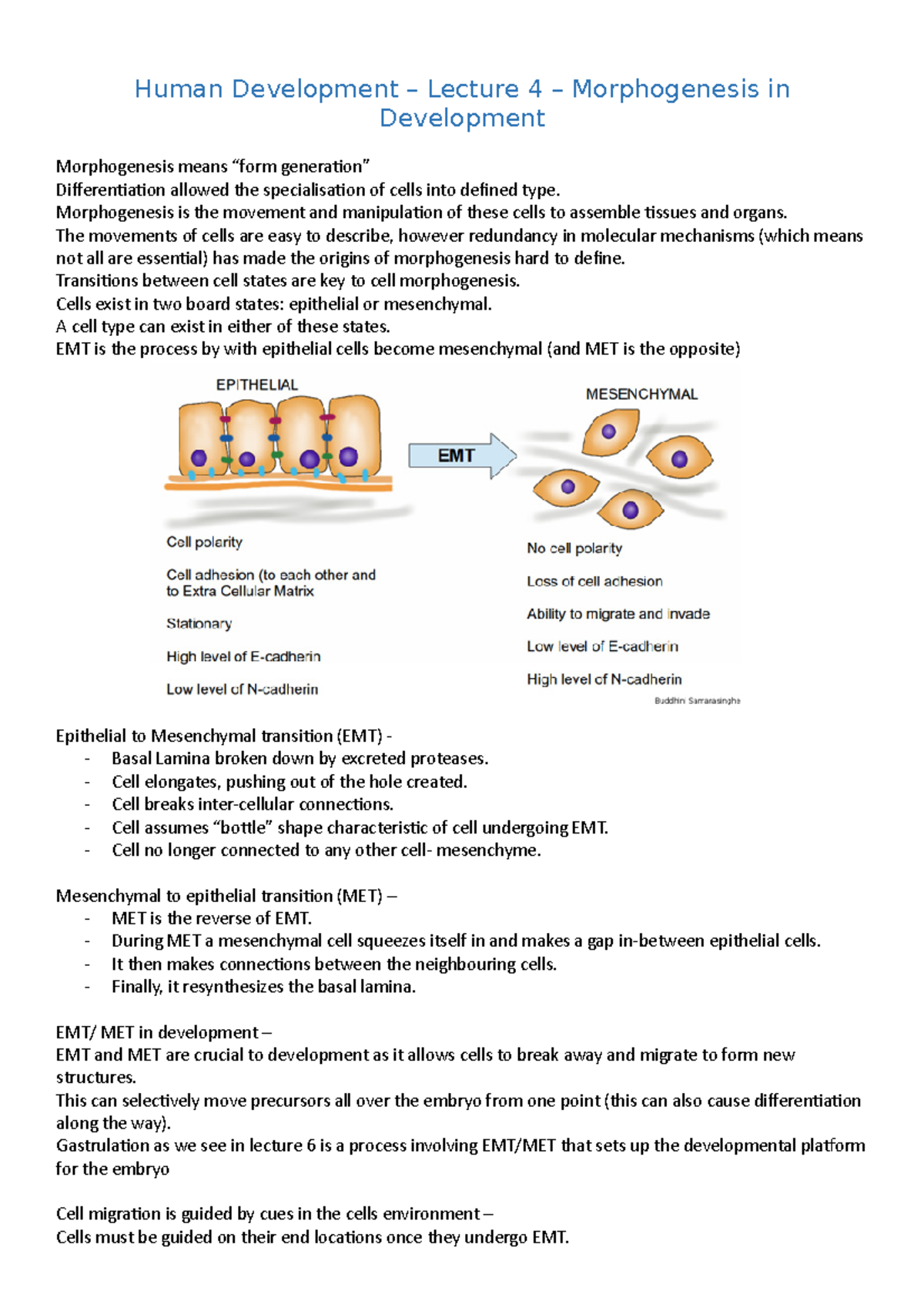 Human Development, Organogenesis and Anatomy Lecture 4 - Human ...