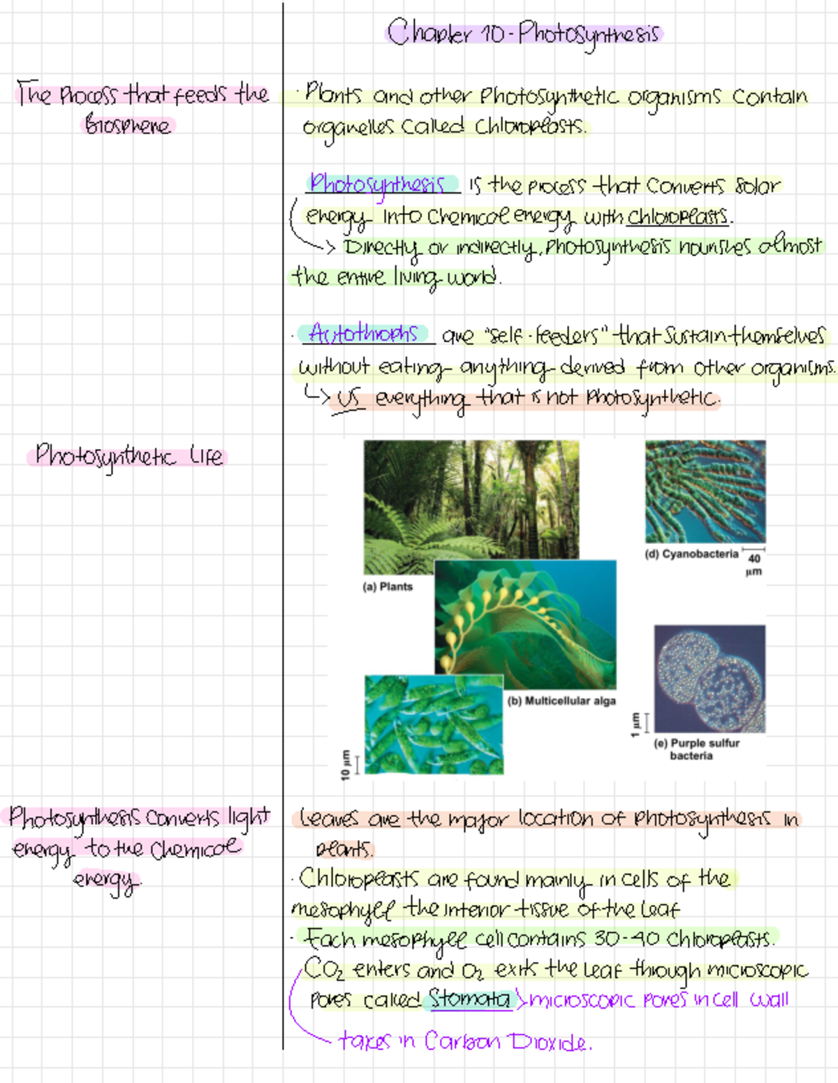 Biology I chapter 10 - Dr. Ozga - Chapter 10 Photosynthesis TheProcess ...
