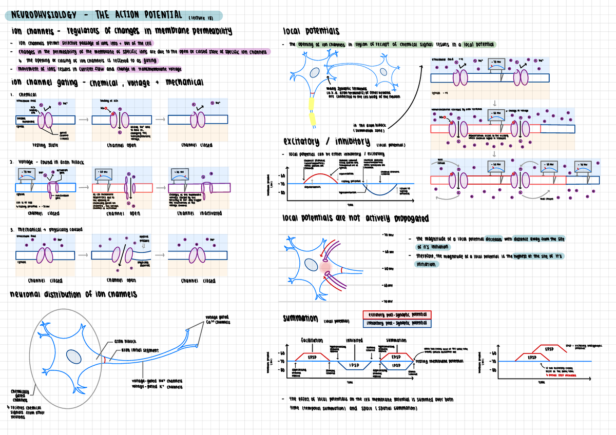 Hubs 191 the action potential summary - Human Body Systems 1 ...