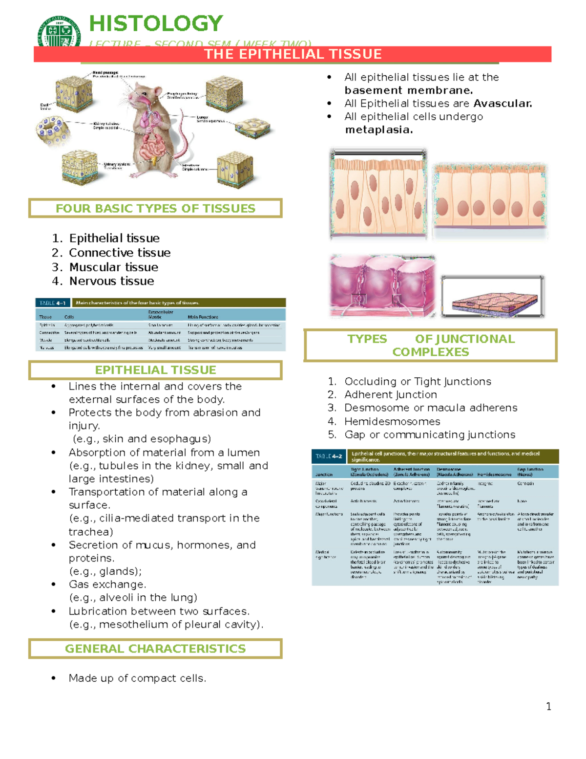 Histo week 2 epi - LECTURE – SECOND SEM ( WEEK TWO) THE EPITHELIAL ...