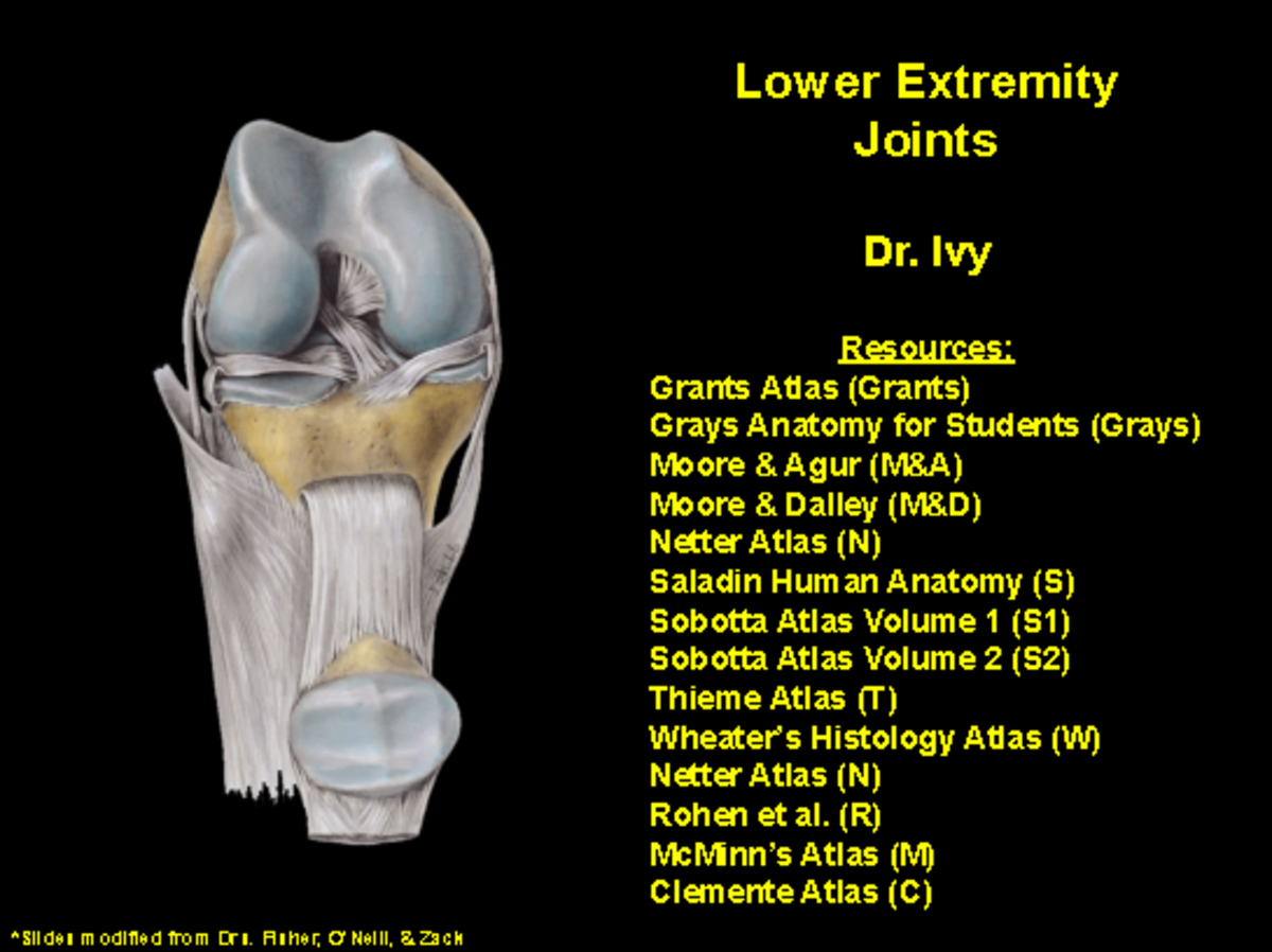 Lab 15 Joints of the Lower Limb Slides - Lower Extremity Joints Dr. Ivy ...