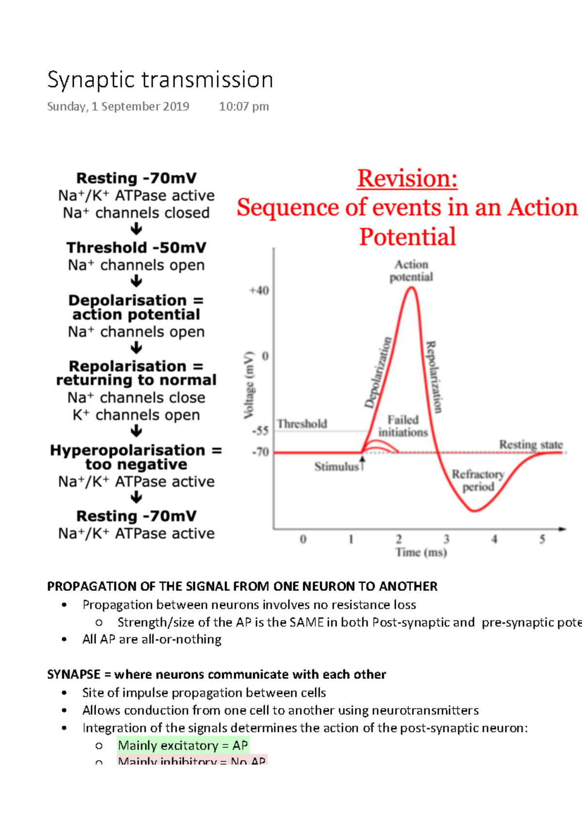 Synaptic transmission - PROPAGATION OF THE SIGNAL FROM ONE NEURON TO ...
