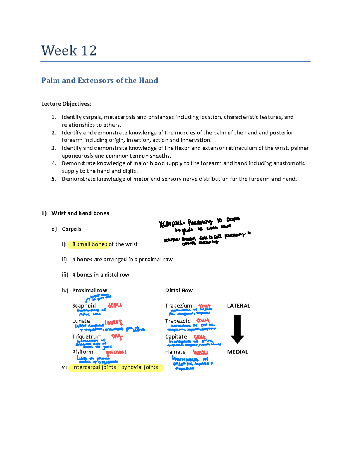 Palm and Extensors of the Hand, Upper Extremity Joints - Week 1 2 Palm ...
