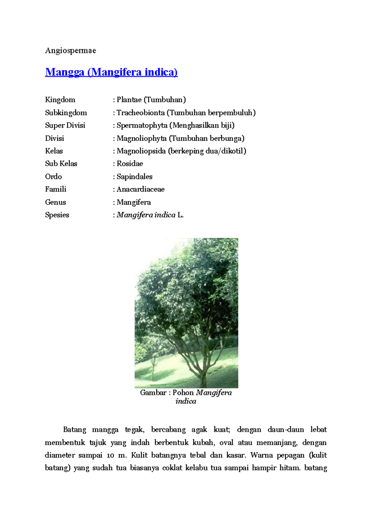 Angiospermae - Angiospermae Mangga (Mangifera indica) Kingdom : Plantae ...
