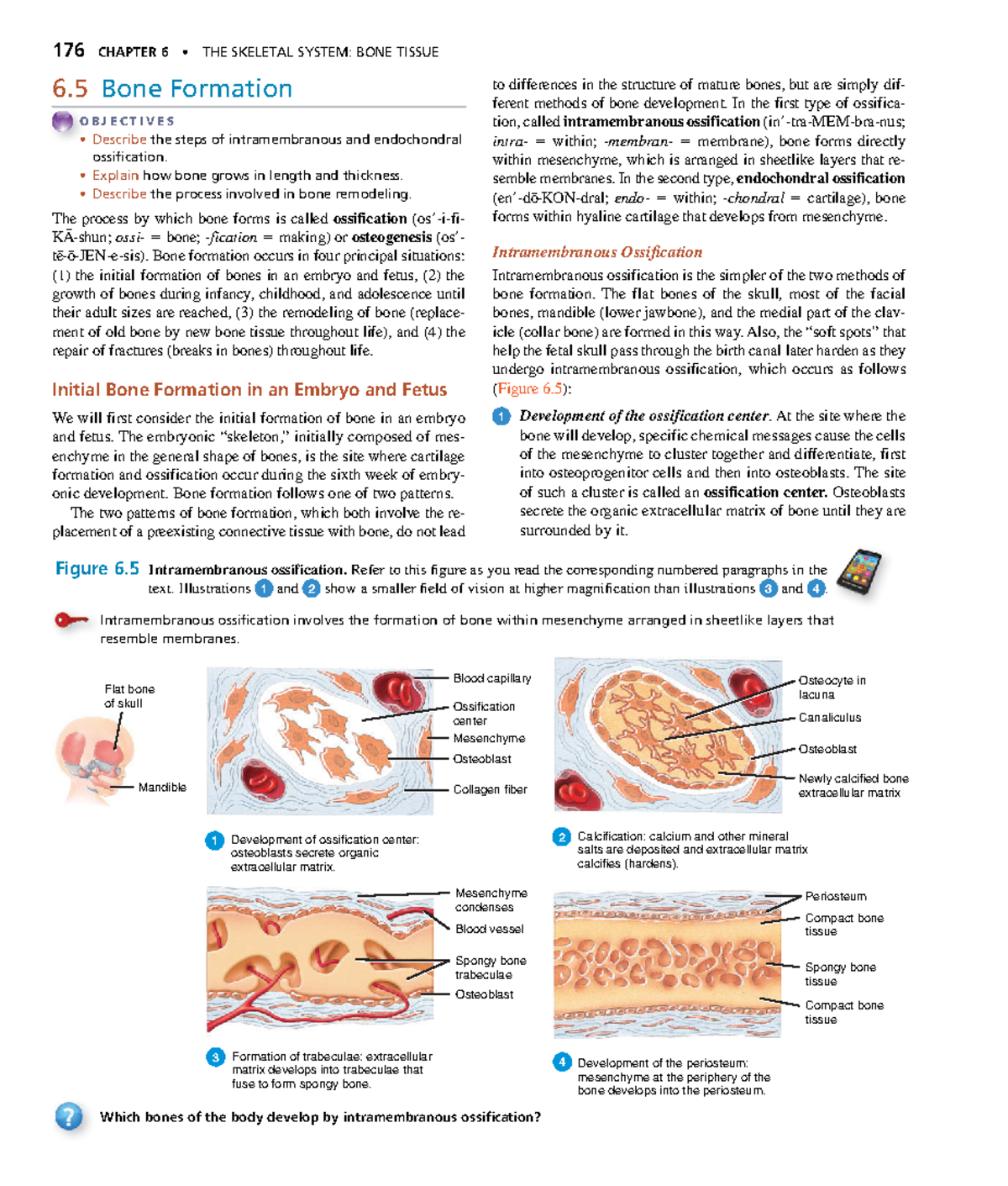 Anatomyand Physiology-70 - 176 CHAPTER 6 • THE SKELETAL SYSTEM: BONE ...