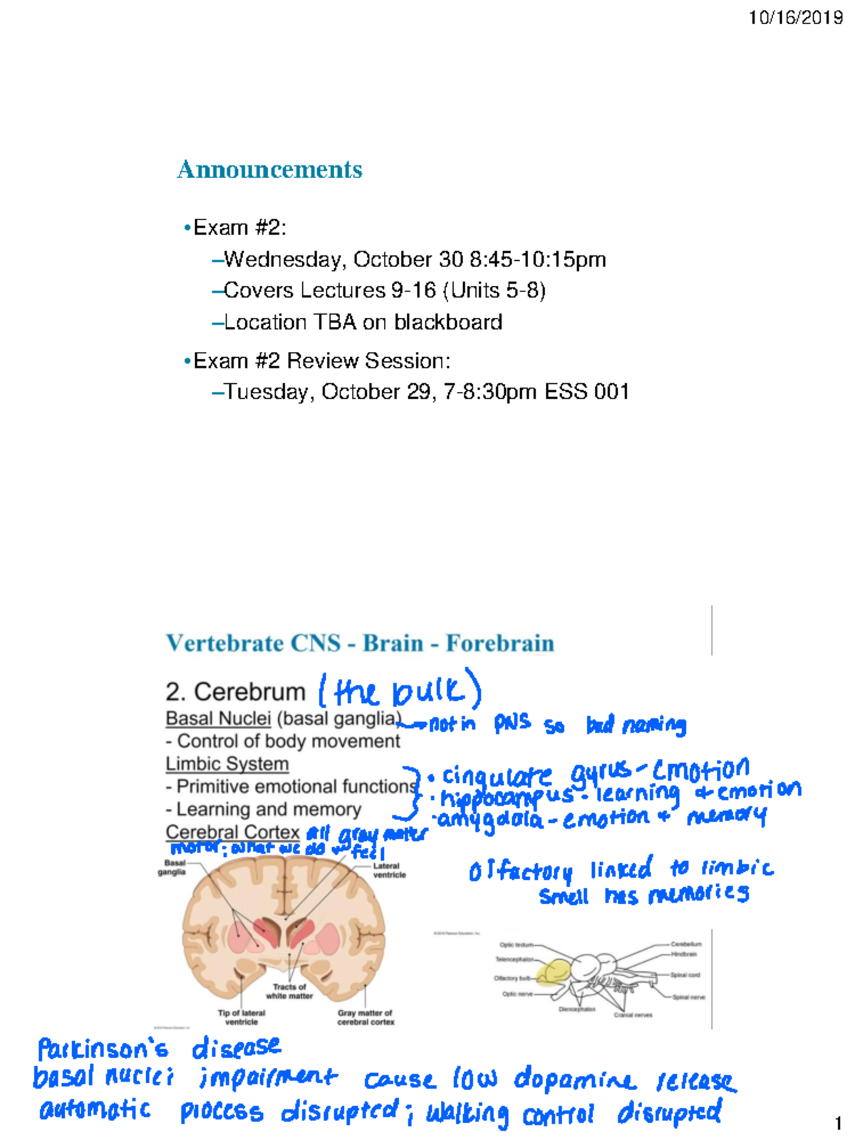 Lecture 14 - Nervous System - Announcements Exam #2: Wednesday, October ...