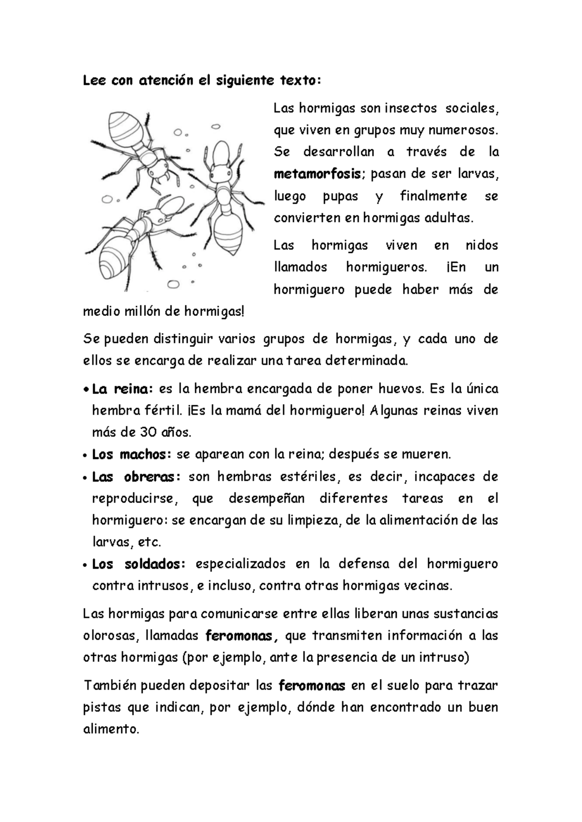 Ficha lengua comprension lectora las hormigas - Lee con atención el ...