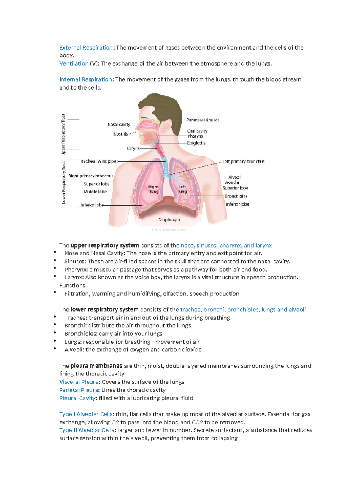 Mod 2 Sum Notes - RS - External Respiration: The movement of gases ...