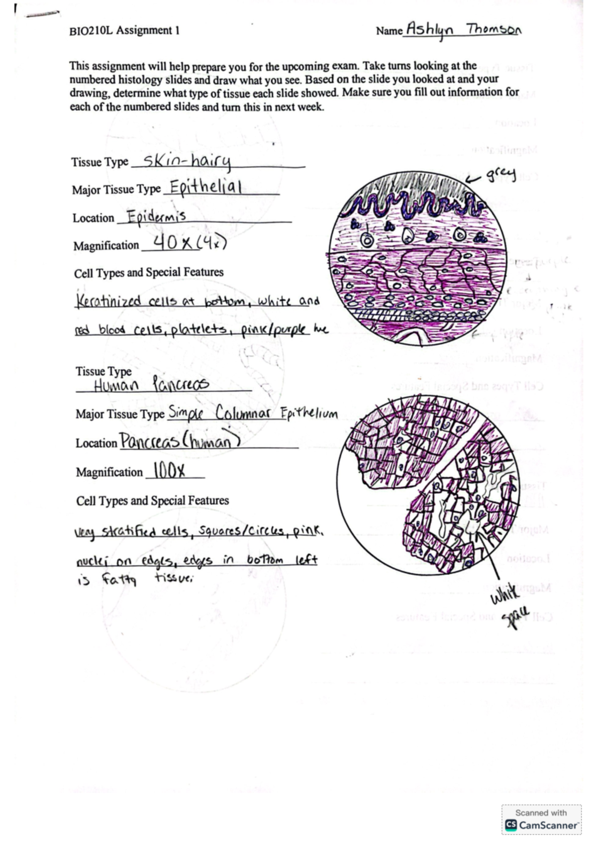 BIO210L Assignment 1 - Lab tissue drawings - I BIO210L Assignment 1 ...