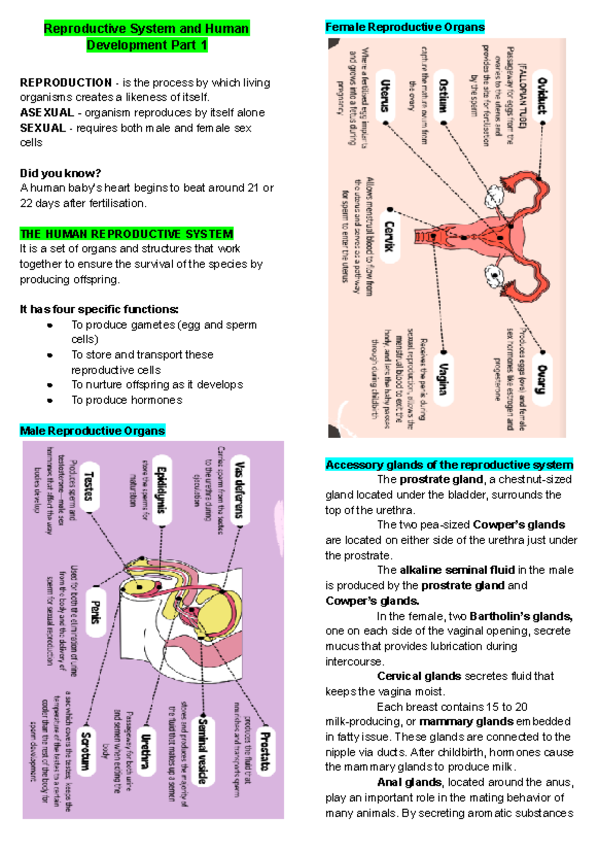 GEN BIO Finals - Reproductive System and Human Development Part 1 ...