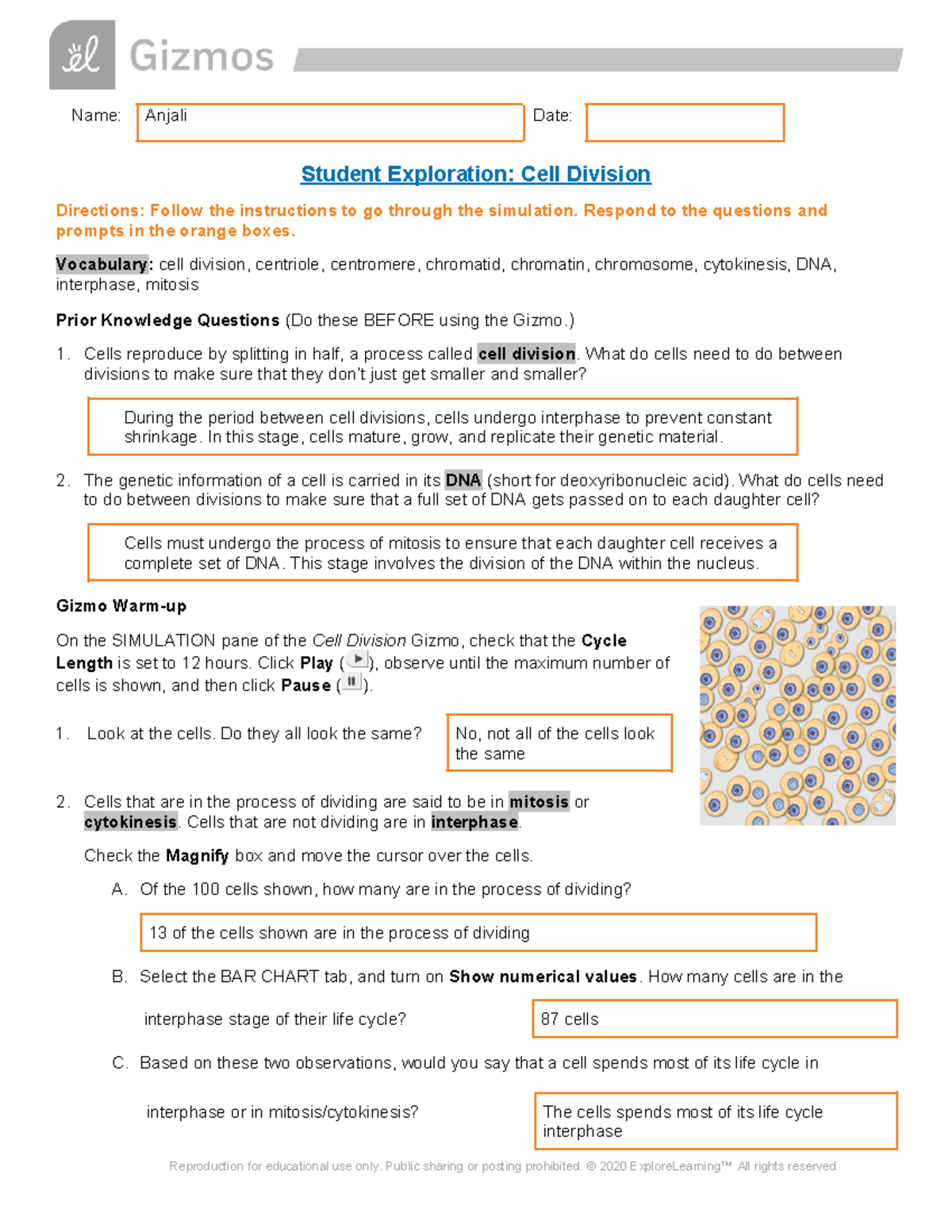 Cell Division SE - The gizmo - Name: Anjali Date: Student Exploration ...