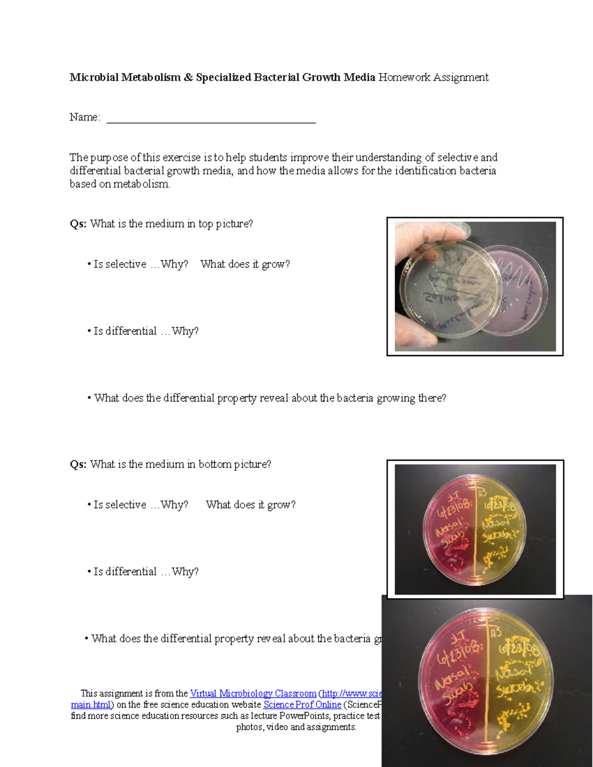 12 Microbial Metabilosm and Specialized Media Essay Qu VMC - Microbial ...