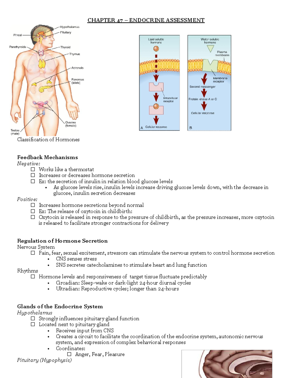 Endocrine assessment lecture notes - CHAPTER 47 – ENDOCRINE ASSESSMENT ...