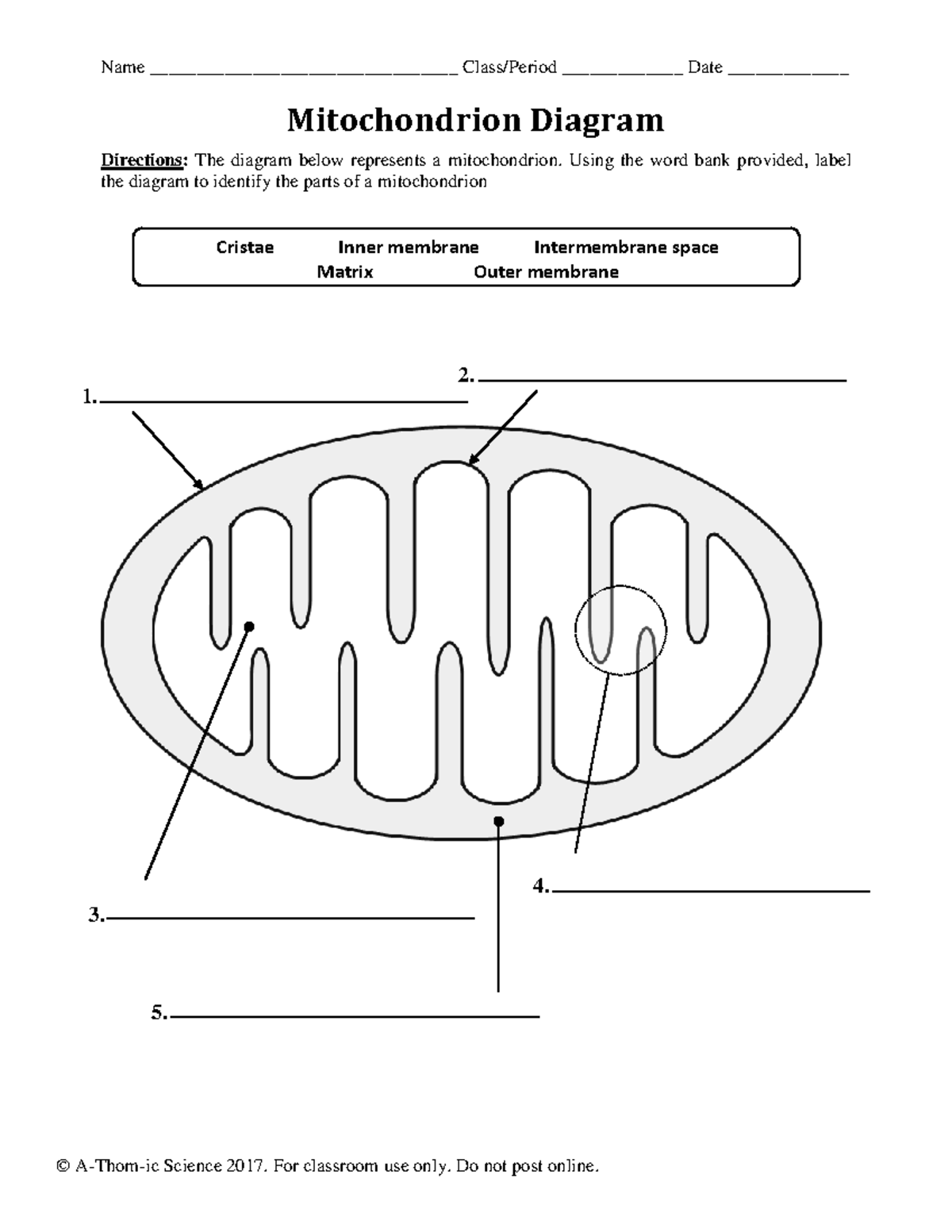 Mitochondrion Cellular Respiration Diagram Worksheet-1 - Name