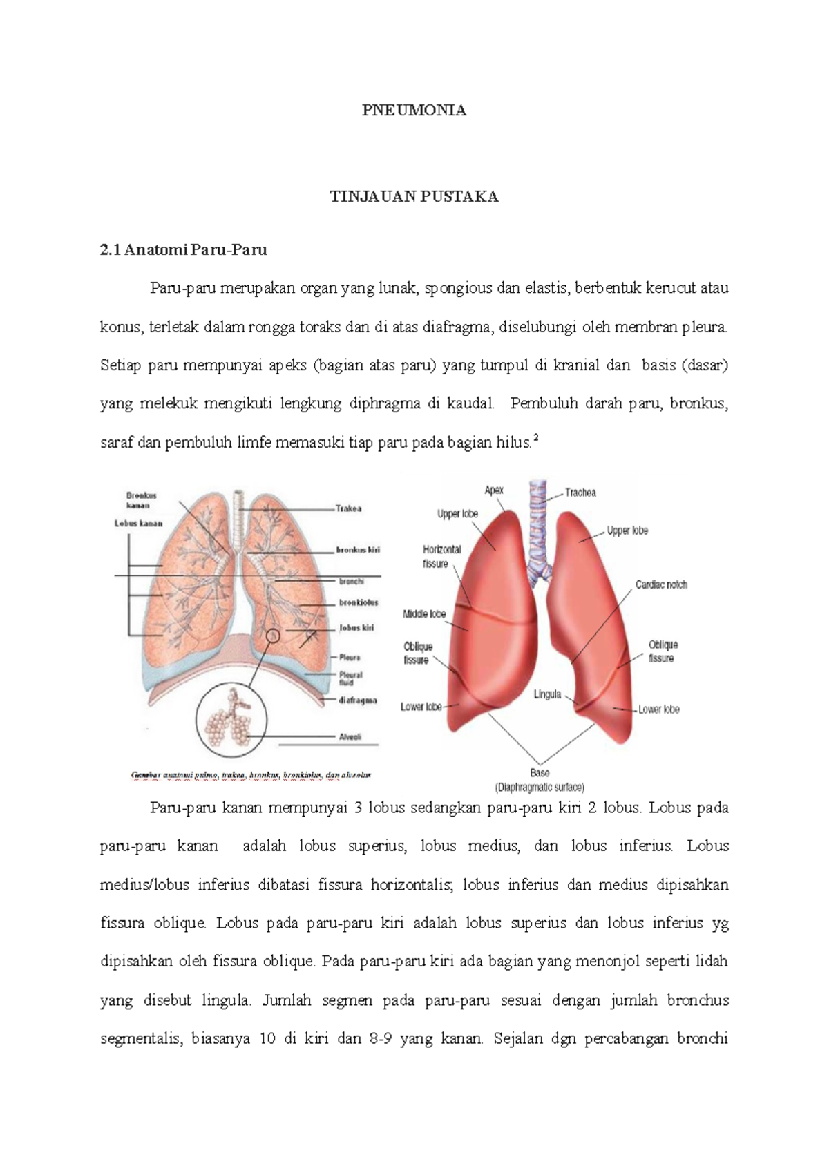 Pneumonia Tinjauan Pustaka 2 - PNEUMONIA TINJAUAN PUSTAKA 2 Anatomi ...