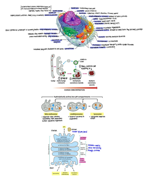 Midterm #2 study guide - Cryptosporidium [Lecture 10]: is an ...