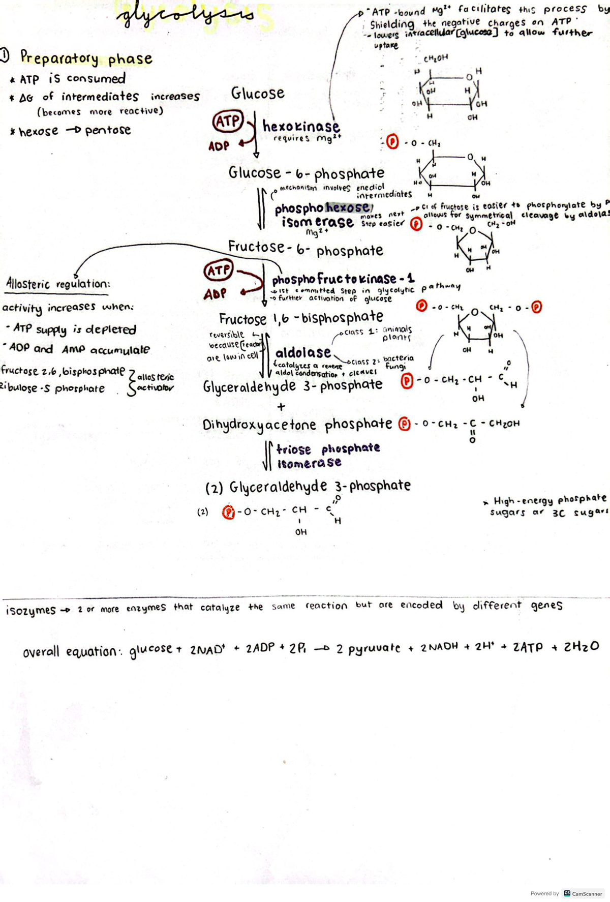 Glycolysis process - glycolysis ATP facilitates this process Shielding ...