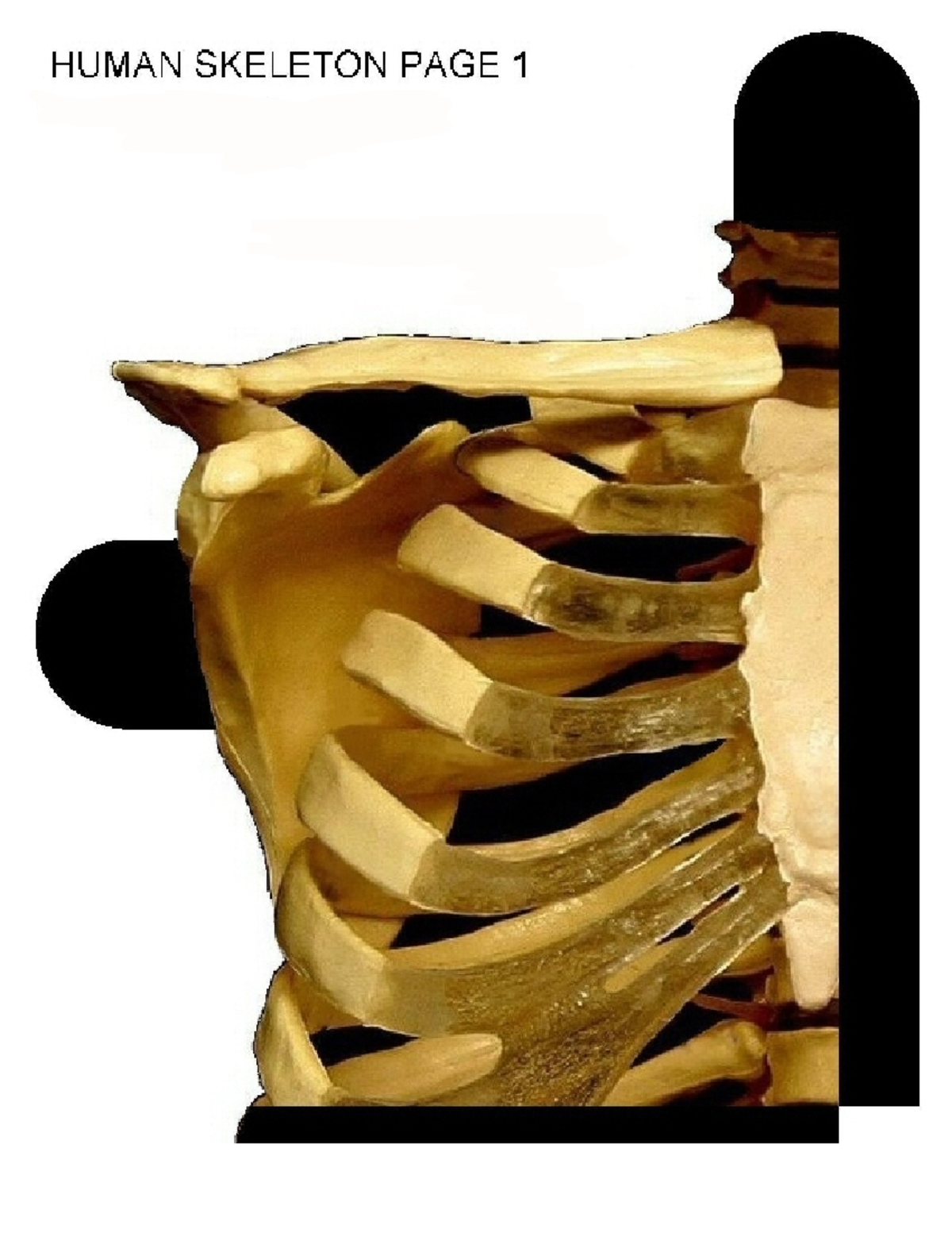 Human Skeleton - sss - El cuidado del cuerpo humano - Studocu