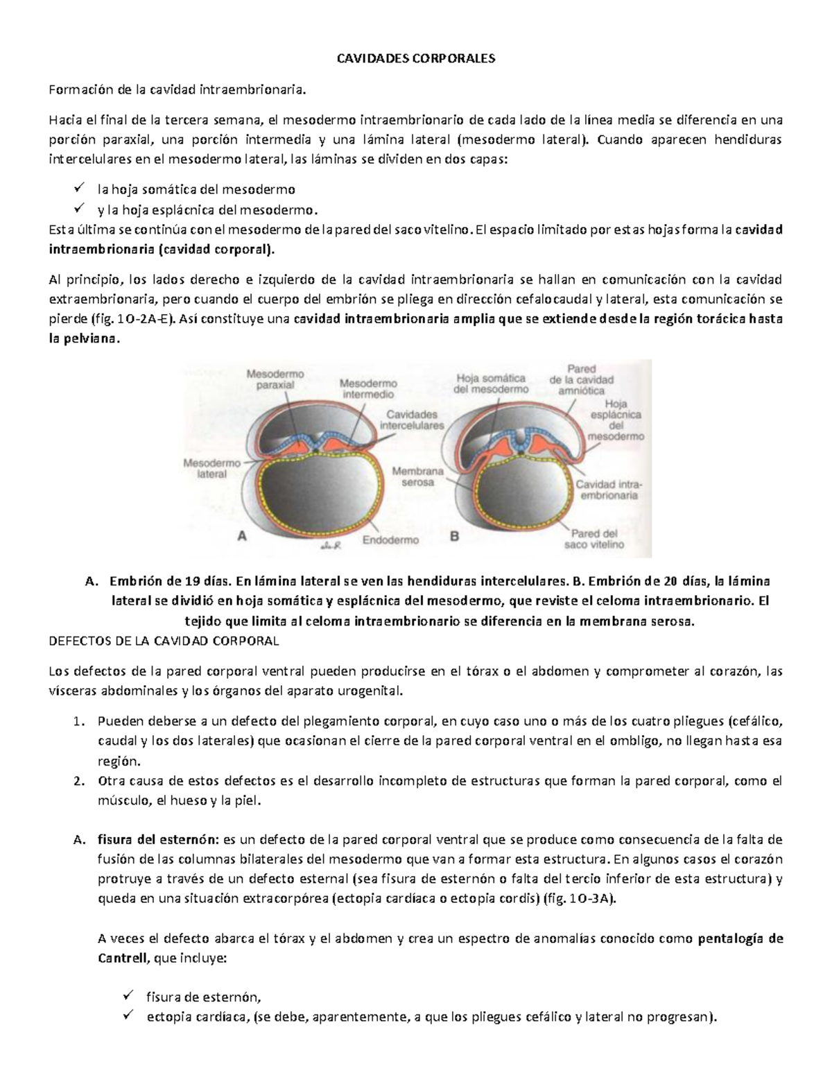 Cavidades Corporales - CAVIDADES CORPORALES FormaciÛn de la cavidad ...