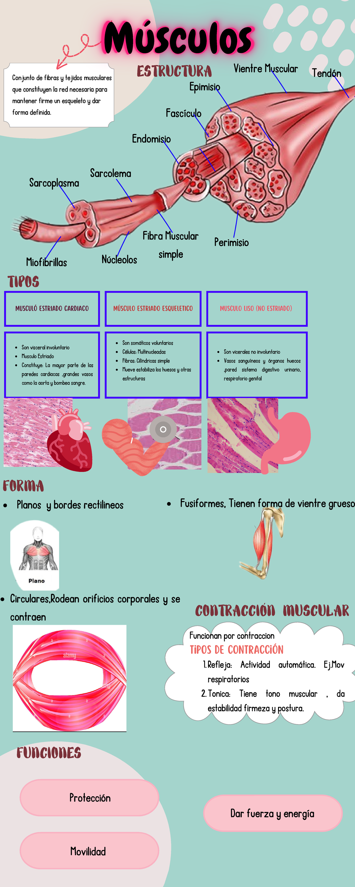 Musculos - Tortora - Músculos ESTRUCTURA Vientre Muscular Epimisio ...