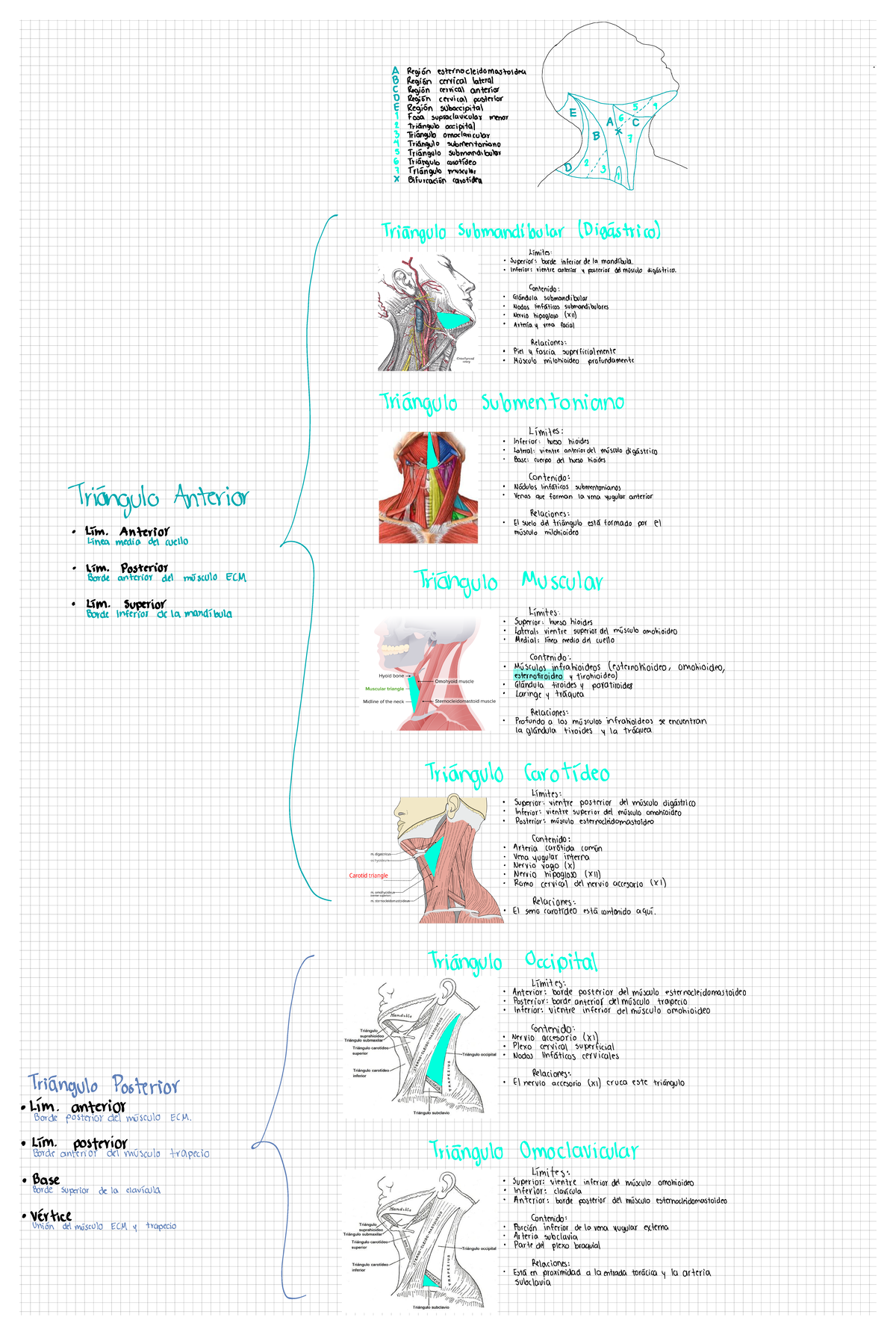 Triángulos del cuello - i A B [ 2 5 4 6 7 A R e g i ó n e s t e r n o c l e i d o m a s t o i d ...