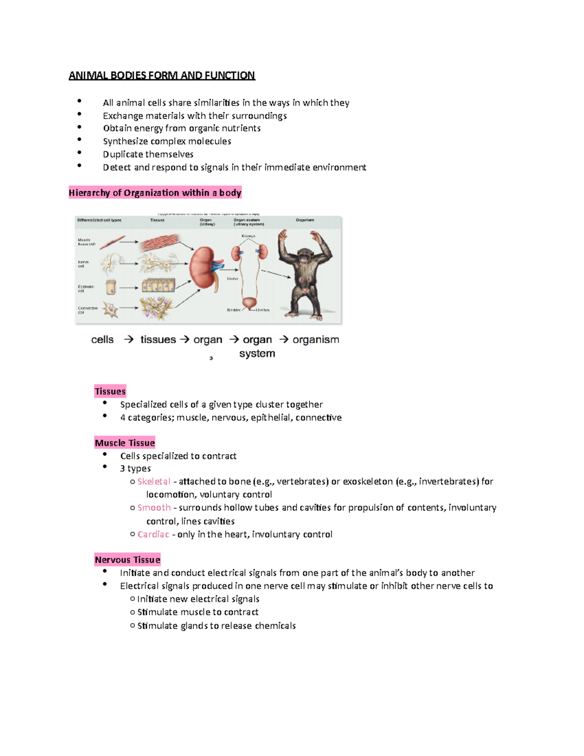 Animal Bodies FORM AND Function BIOL1P92 - ANIMAL BODIES FORM AND ...
