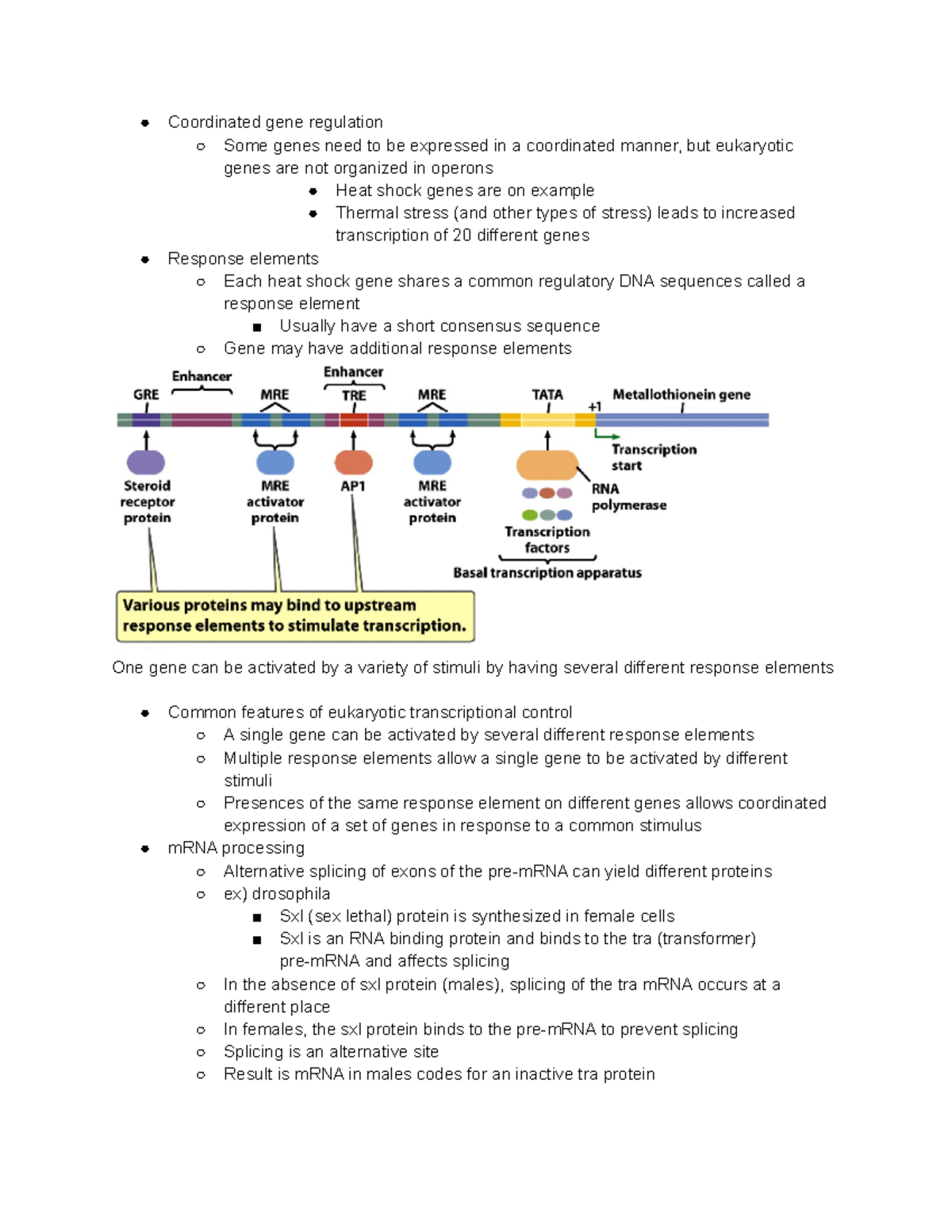 Genetics Chapter 17 Notes Part 5 - Coordinated gene regulation Some ...