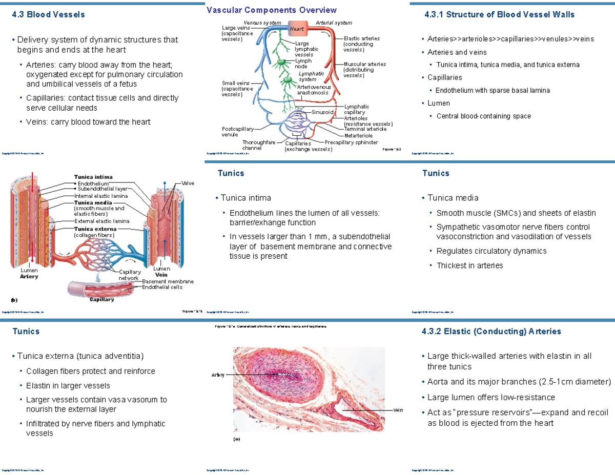 ANP1105 Vessels - Lecture notes 15 - Copyright © 2010 Pearson Education ...