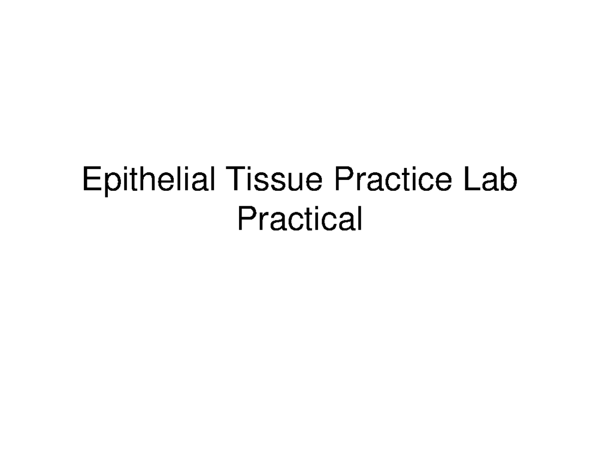 Epithelial practical practice - Epithelial Tissue Practice Lab ...