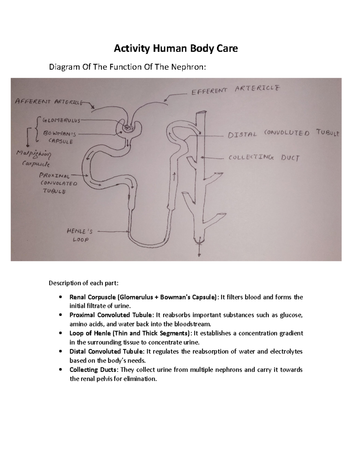 Activity Human Body Care - Activity Human Body Care Diagram Of The ...