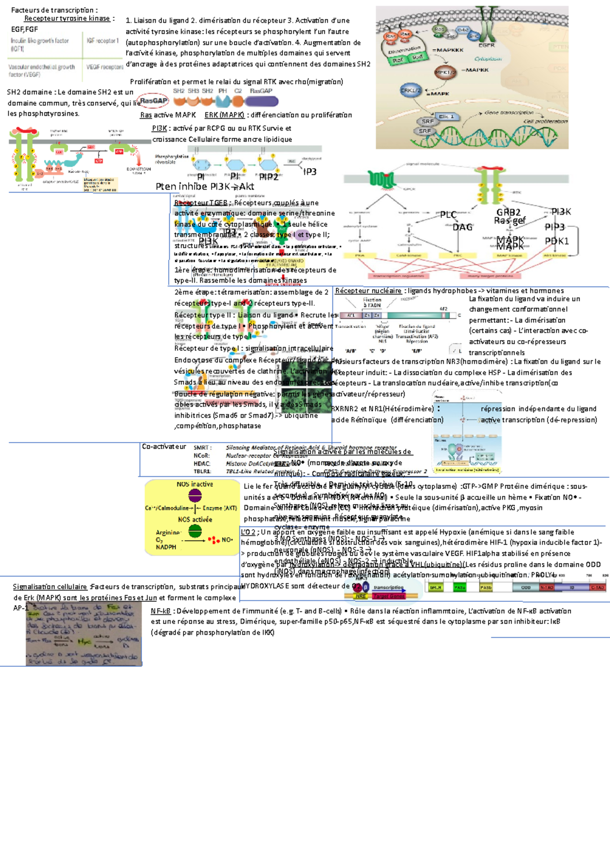 Word biocell fiche révision - Facteurs de transcription : EGF,FGF ...