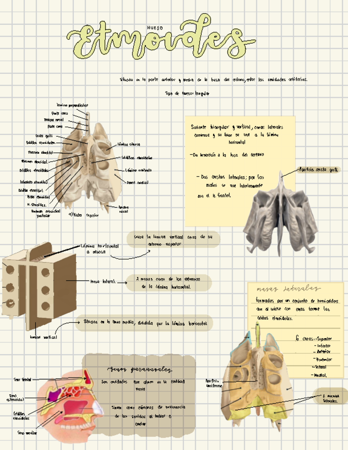 Hueso etmoides anatomía - E o S - Lug HUESO O t U 15 S ~I OO ~ J D L J ...