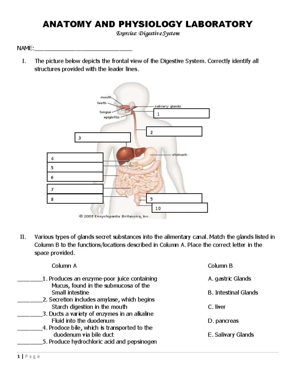 6- Digestive System-1 - ANATOMY AND PHYSIOLOGY LABORATORY Exercise ...