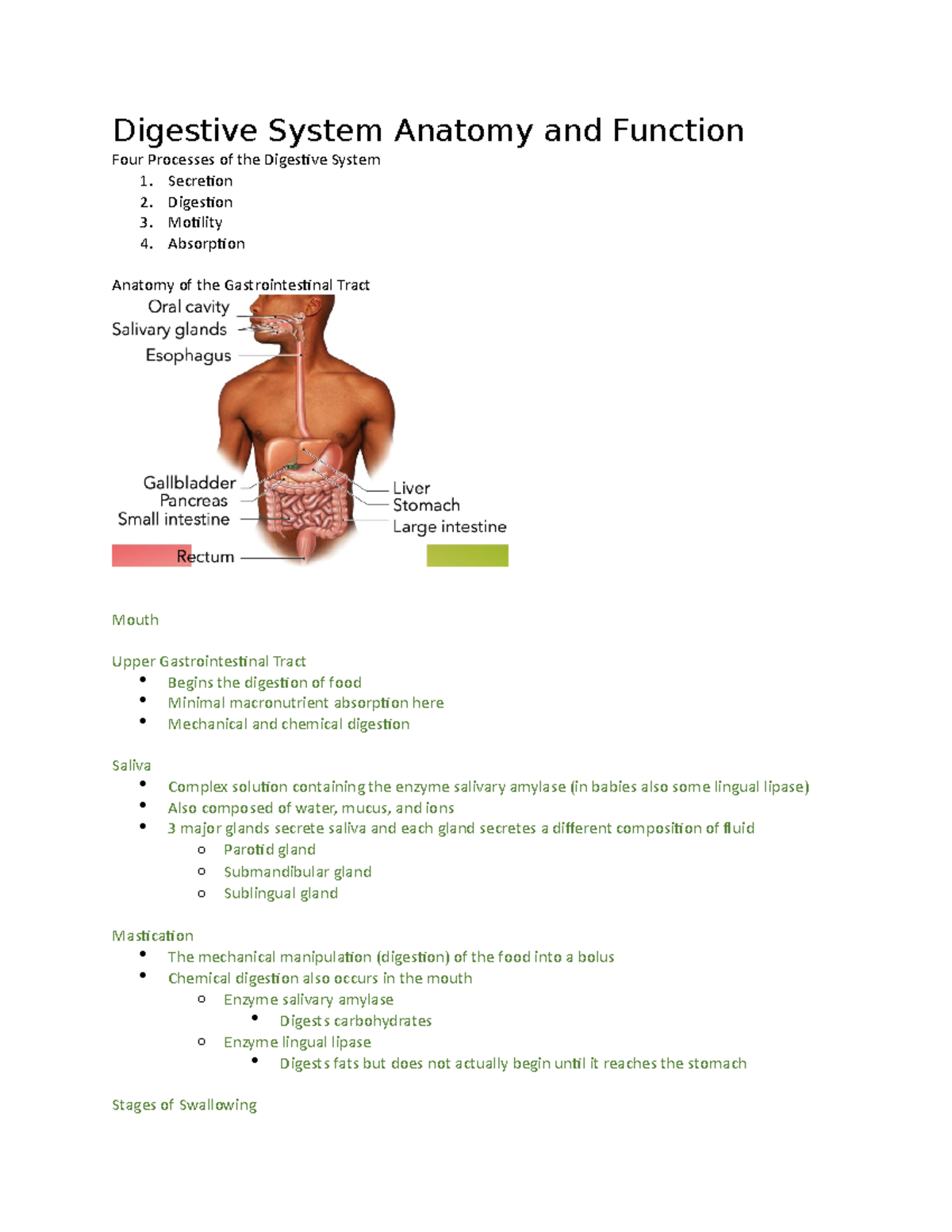 Physiology 1021 Chapter 10 - Digestive System Anatomy and Function Four ...