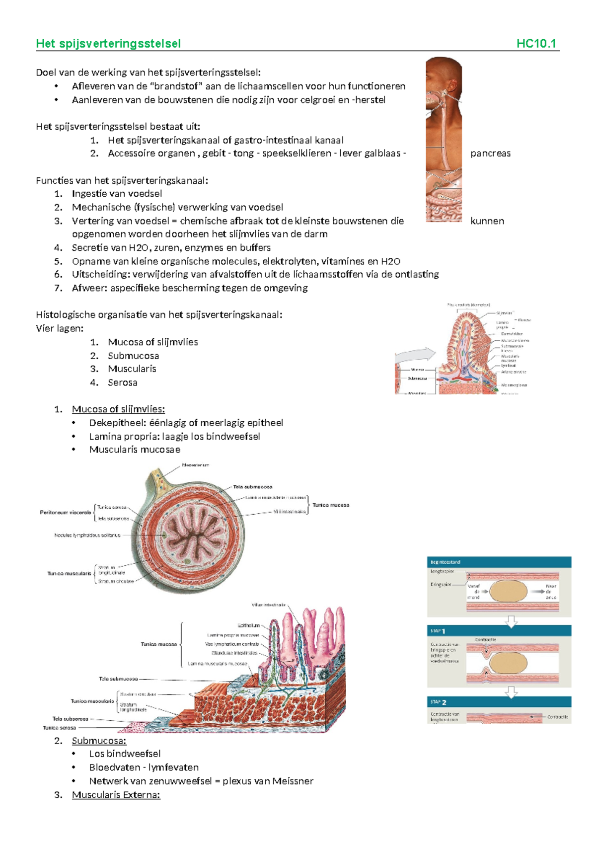 HC10 Het spijsverteringsstelsel - Het spijsverteringsstelsel HC10. Doel ...
