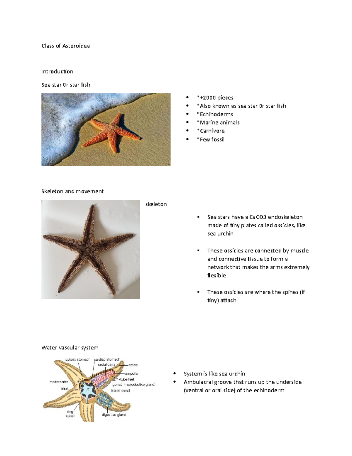 Class of asteroidea - none - Class of Asteroidea Introduction Sea star ...